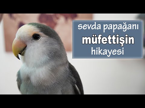 Sevda Papağanı Müfettişin Hikayesi
