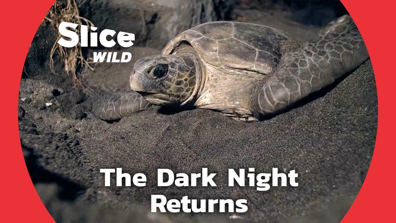 The Less Light Pollution, the More Active Animals Get | SLICE WILD - YouTube