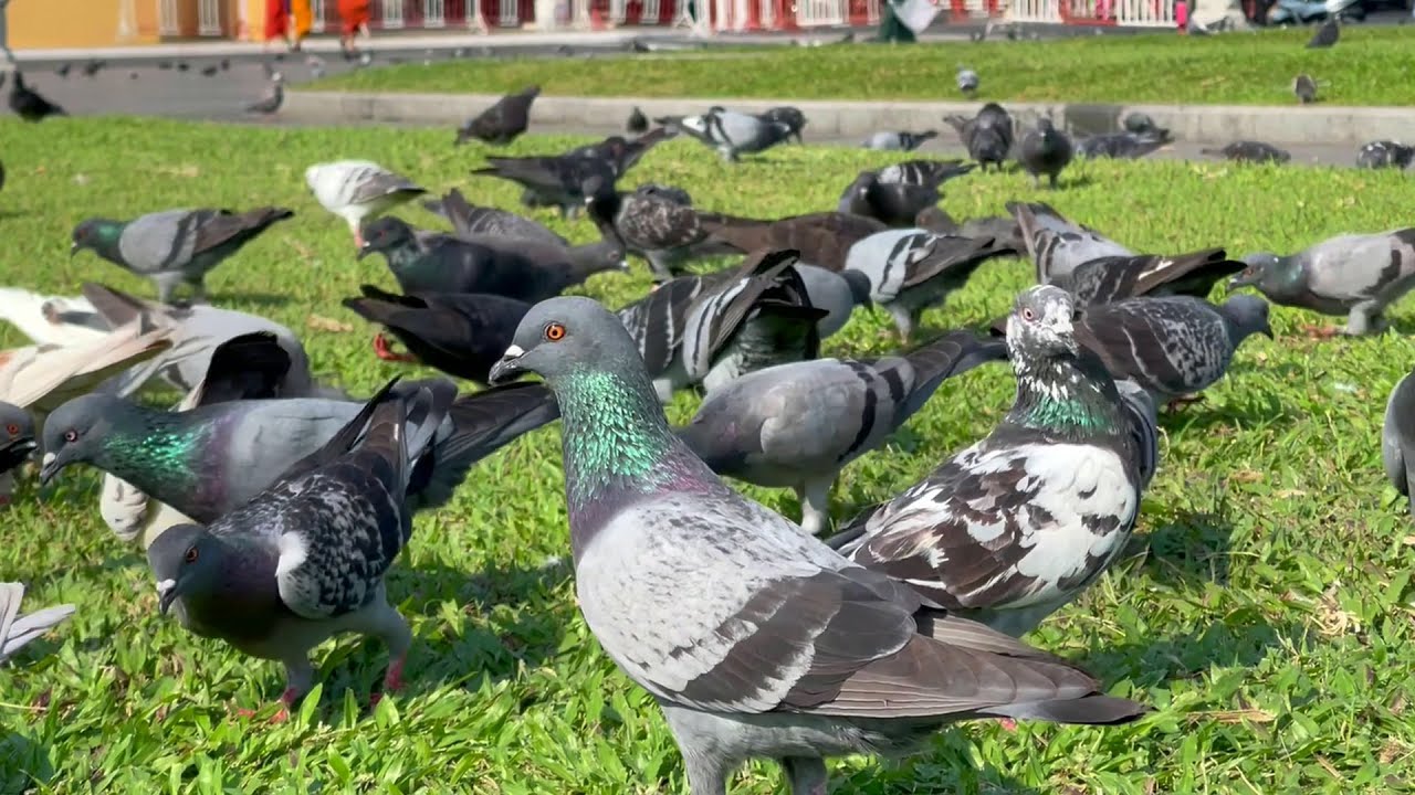 So Beautiful pigeons, They eat rice happily | Life Birds - YouTube