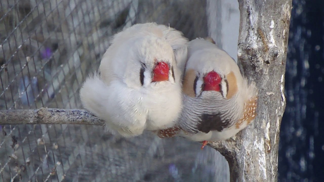 Zebravinken - Zebrafinches - Vinken - Finches - YouTube