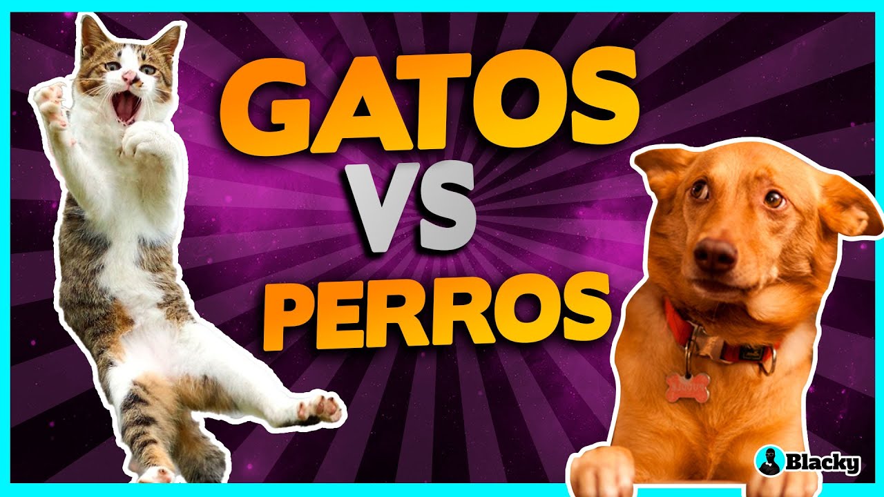 Gatos Vs Perros - YouTube