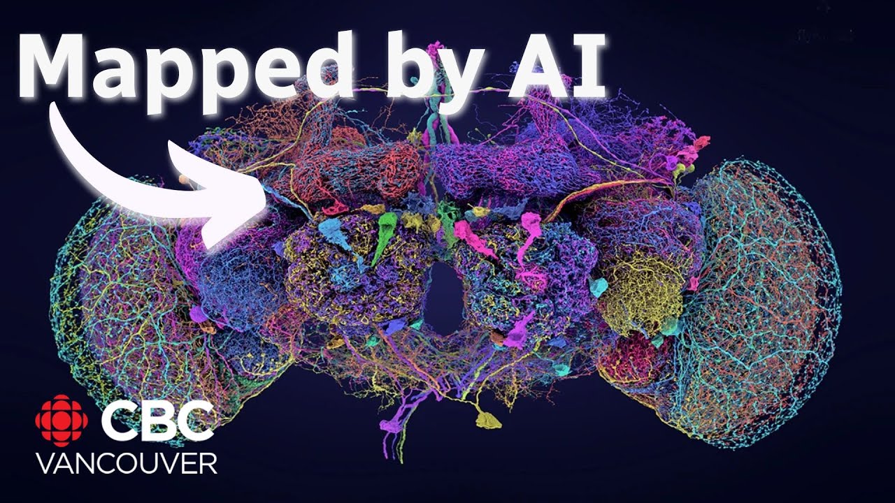 How fruit flies are helping us understand human brains - YouTube