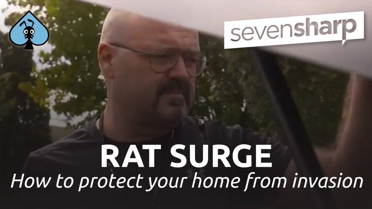 rat surge how to stop a home invasion - YouTube