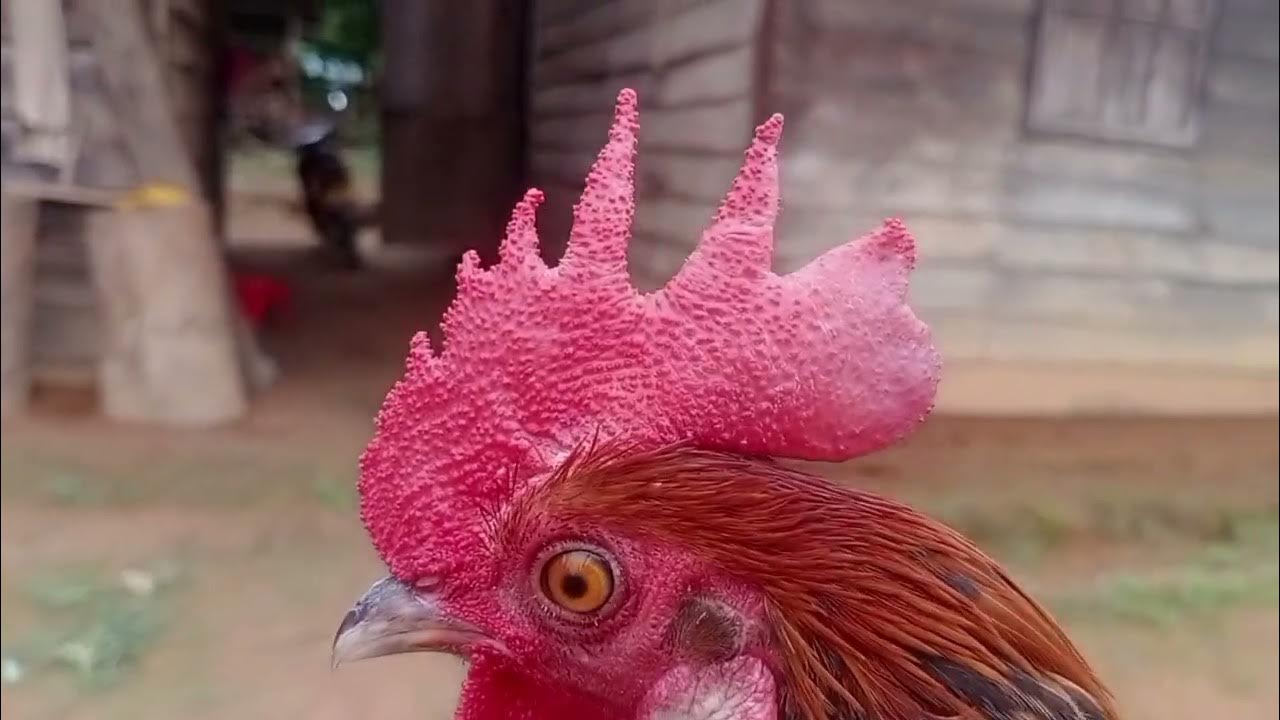 los peb saib Qaib dib - YouTube