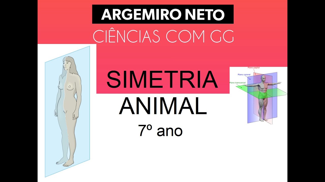 Simetria animal - YouTube