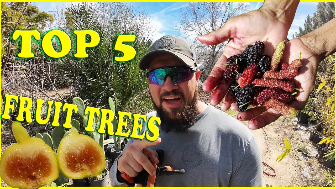 TOP 5 Fruit Trees for Beginners! - YouTube