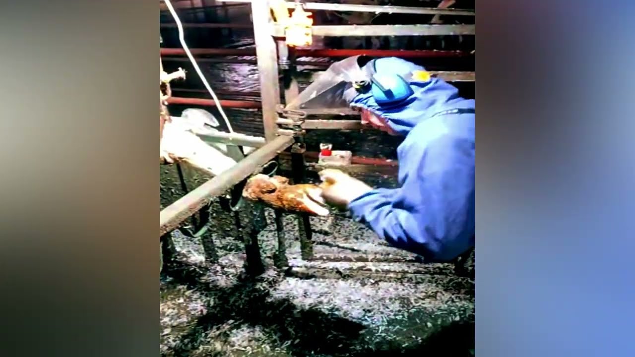 🐄COWS HOOF Foot trimming Incredible Cow Farm Hoof CLEANING 🐄 Hoof ...