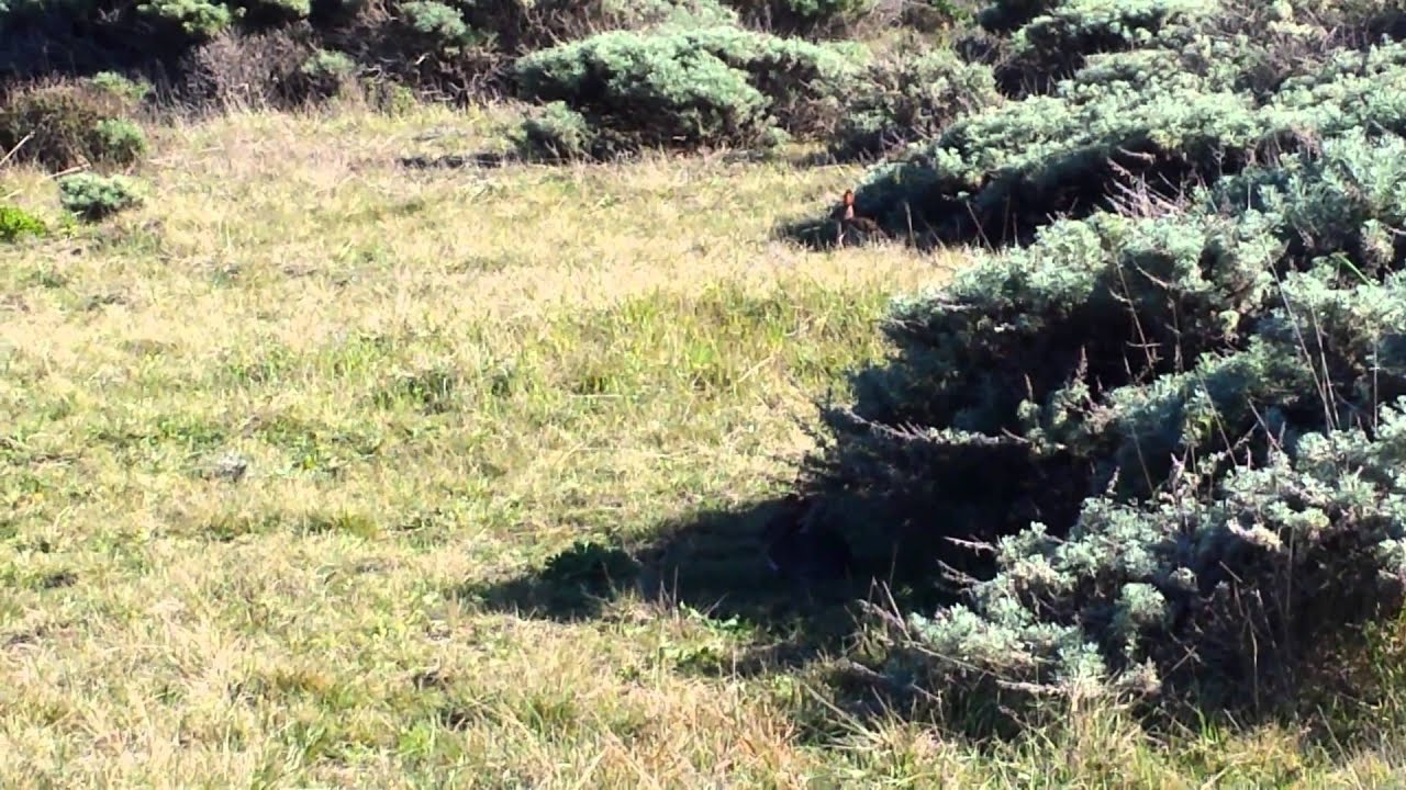 Conejos en el bosque - YouTube