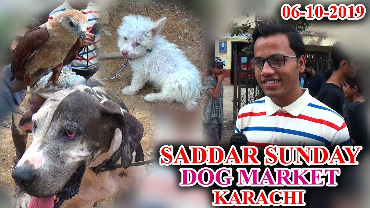 Saddar Sundy Animal dogs Market Karachi 6-10-19 different breeds dogs ...
