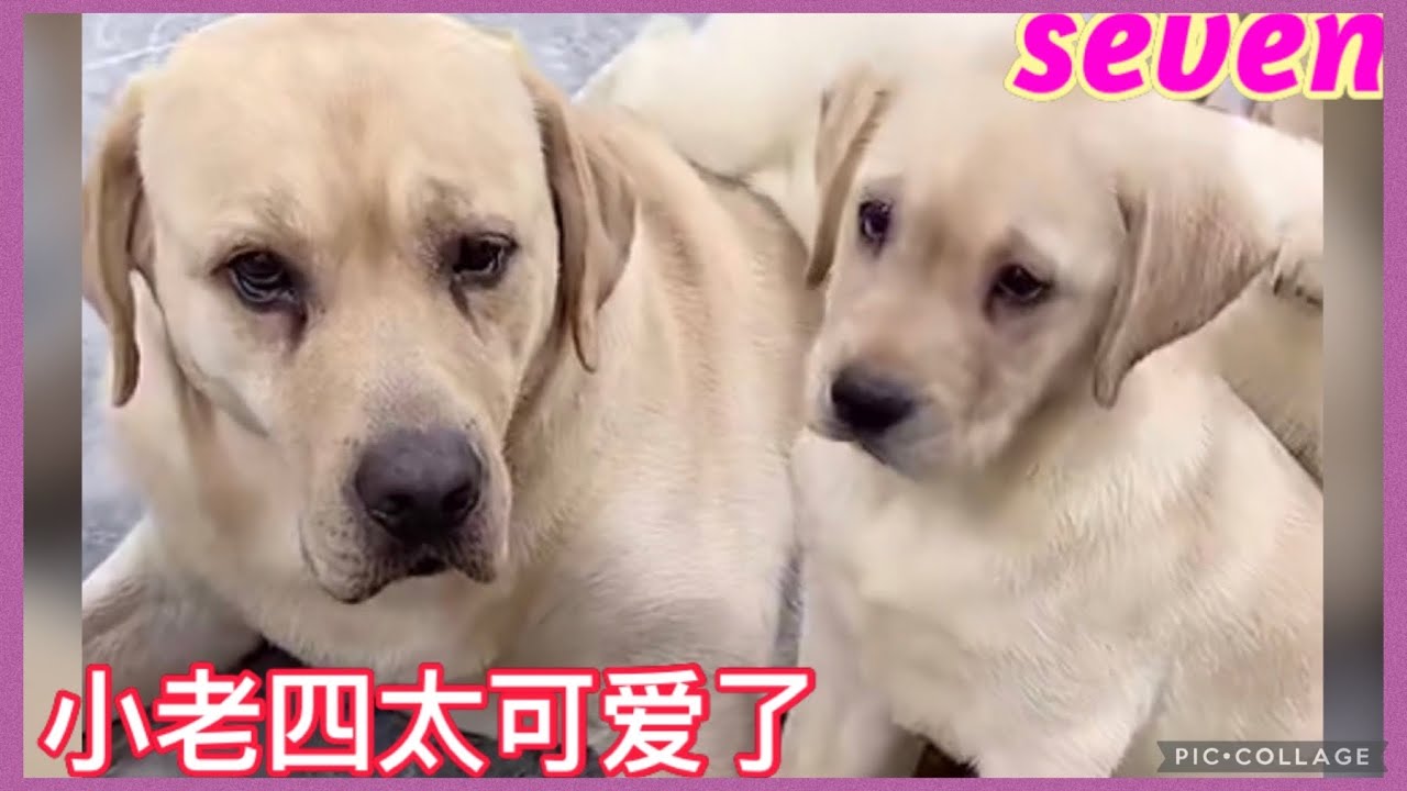 拉布拉多seven老四💕2023-5-21💕Labrador seven💕#赛文一家 #seven老四小迷糊 💕Queen Lee💕拉布拉多 ...