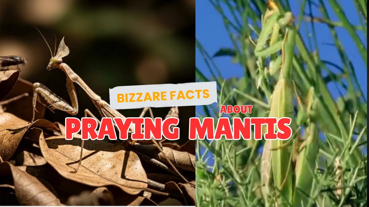 The Amazing Bizarre Facts About the Praying Mantis | Fun Facts - YouTube