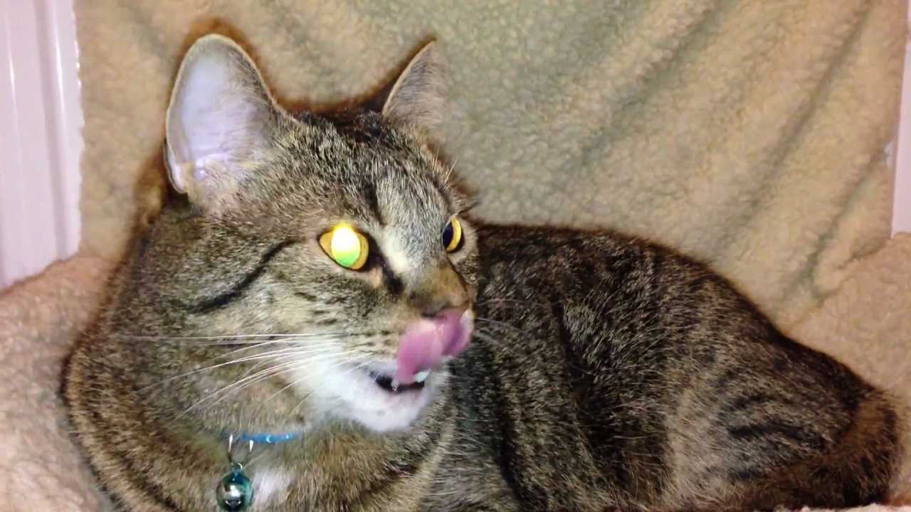 Cat sneezing - YouTube