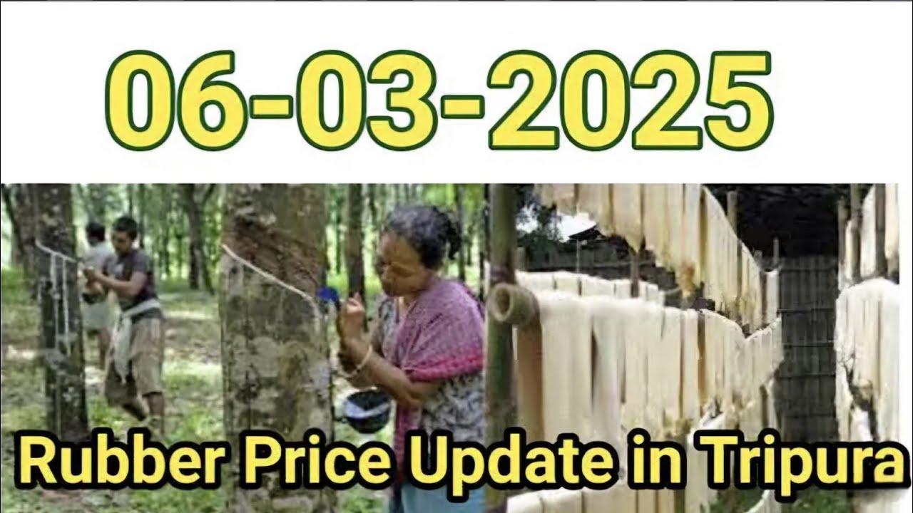 Today Rubber Price in Tripura | Rubber board official price - 06-03-25 ...