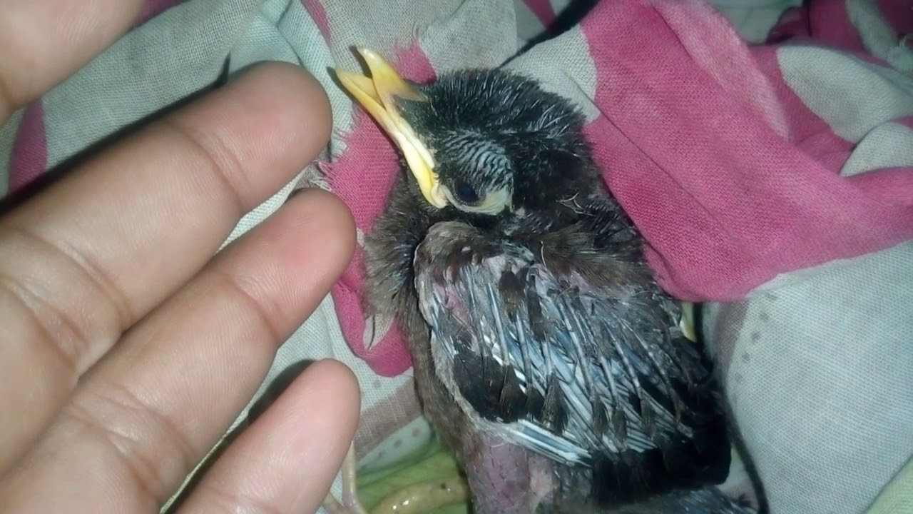 We rescued a baby shalik bird( Indian common mynah) and named him Biru ...