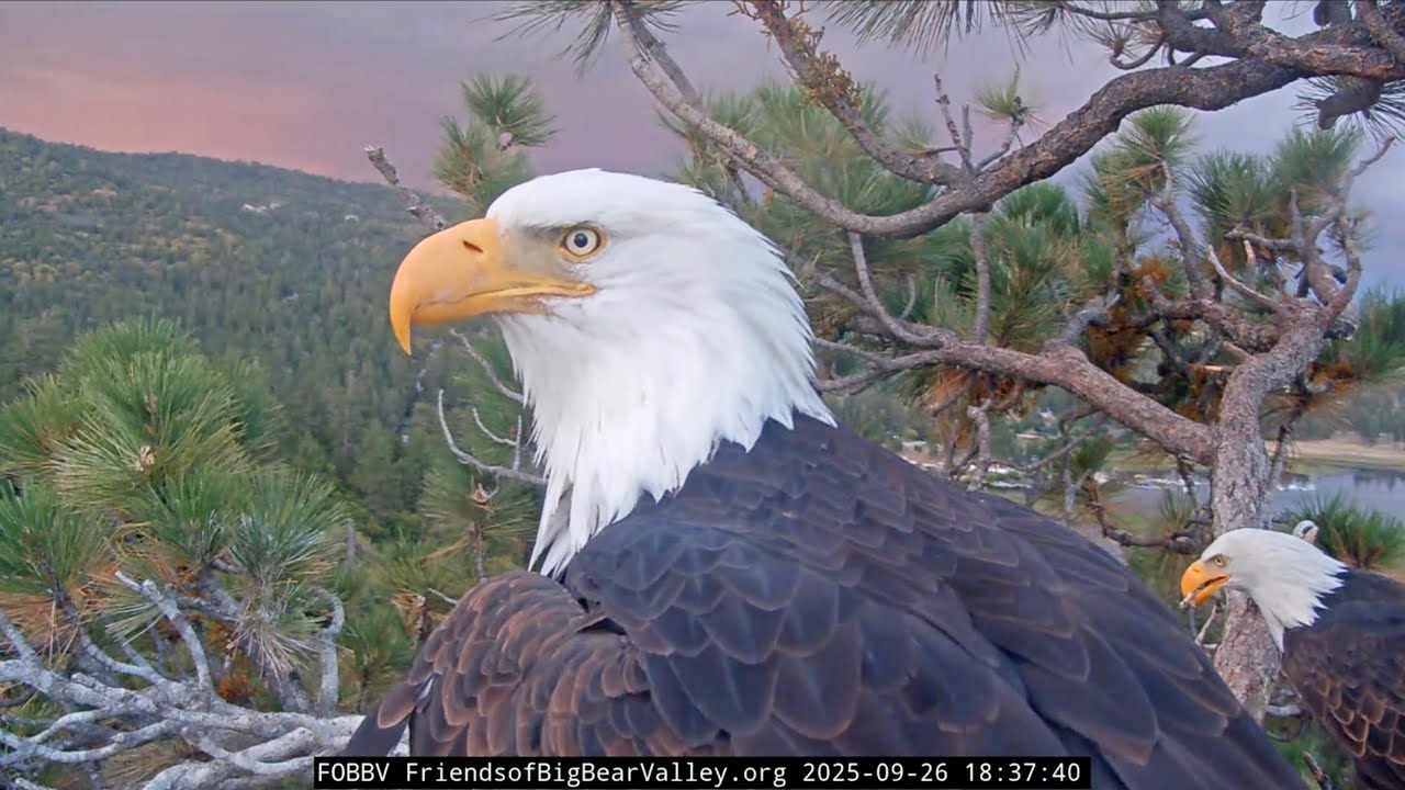 Sep 26, 2025 | Jackie And Shadow Head To Roost Tree, Moments Before ...