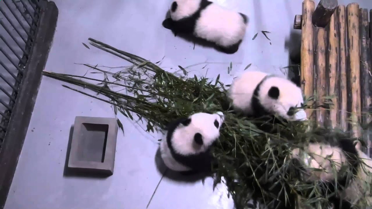 Panda cubs in a fresh bamboo mess - YouTube