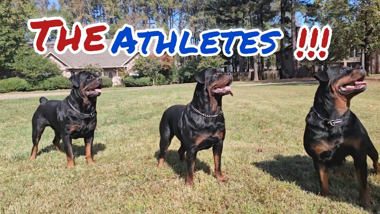 These are the most athletic Rottweilers we have. - YouTube