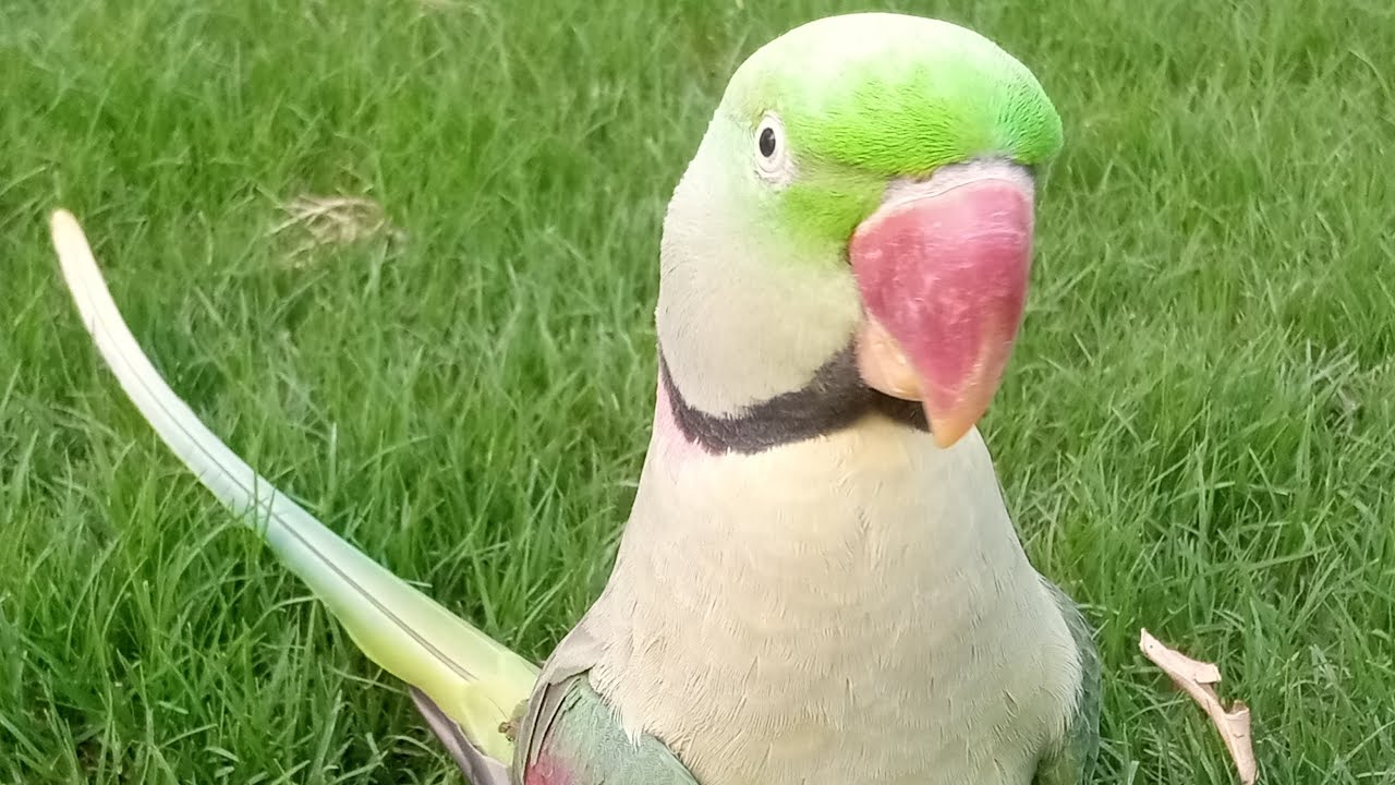 Beautiful Green Raw Parrot - YouTube