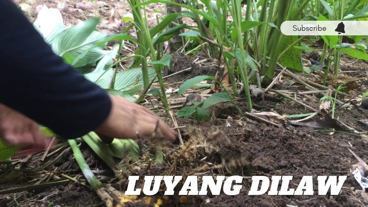 KUMUHA AKO NG LUYANG DILAW PAN LAGAY SA INUMIN NG NANAY KO - YouTube