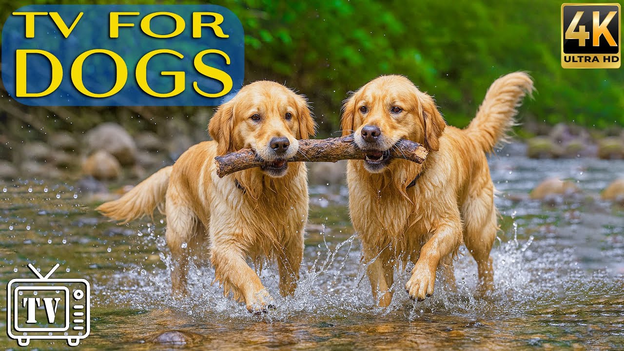 Dog TV: Best Entertaining Videos for Dogs to Watch | Relaxing Calming ...