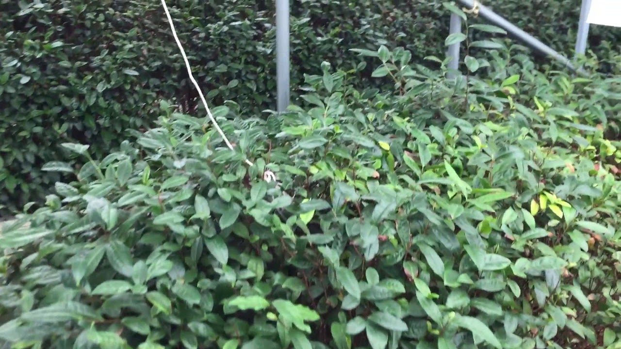 실내 차나무 재배 indoor tea tree - YouTube