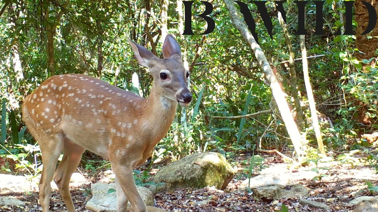 Mexico Wildlife / Fauna Mexicana: Trail Cam Videos #1 - YouTube