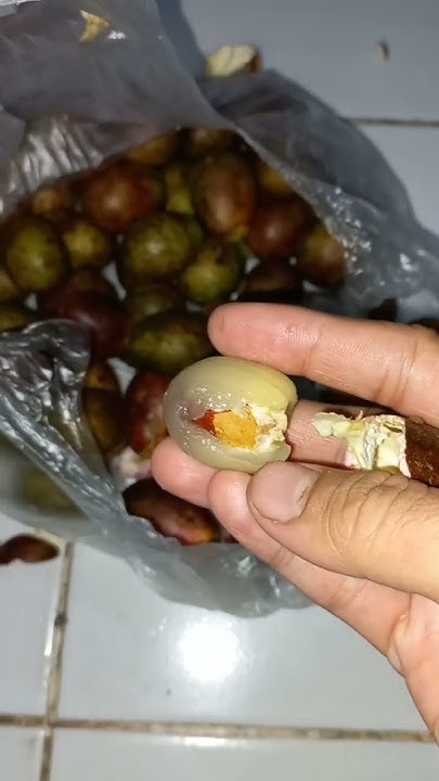 KAYA GINI BUAH MATOA II KAWIN SILANG RAMBUTAN KLENGKENG DAN DURIAN - YouTube