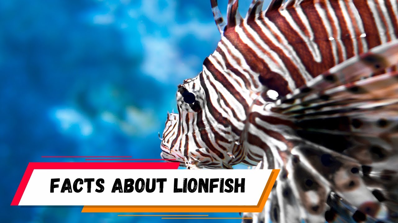 5 Fascinating Facts About Lionfish You Never Knew — The Ocean's Most ...