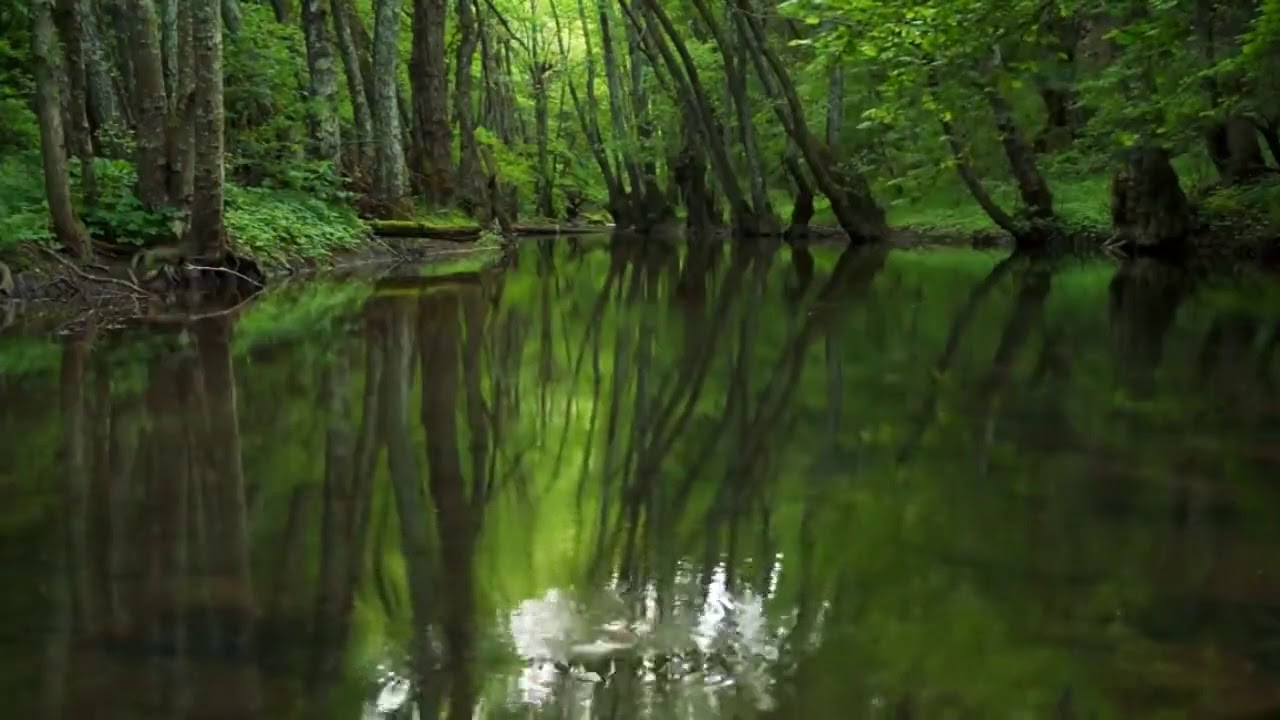 Hearing Nature Sounds for Meditation with Beautiful Voice Qoran Reciter ...