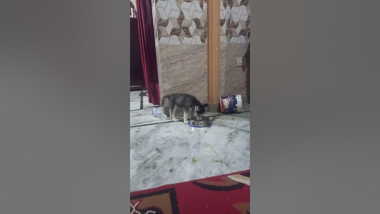 Dog.shorts - YouTube