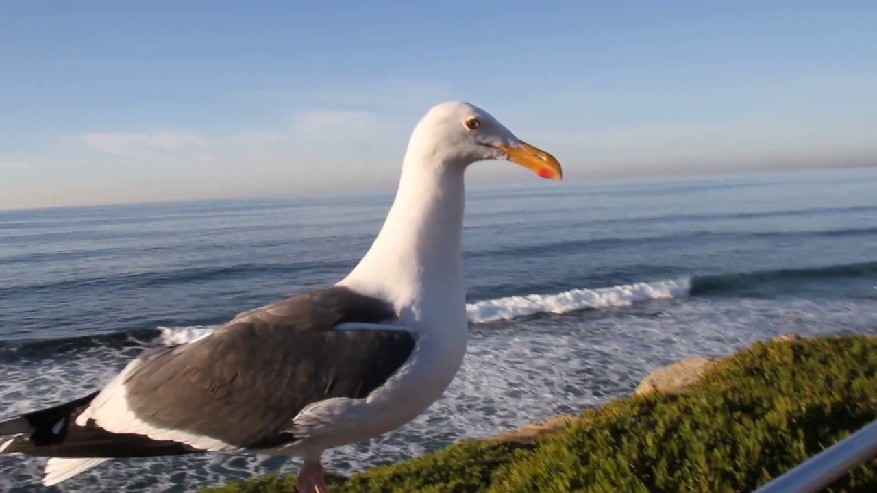 Brave and Fearless Seagulls at La Jolla Beach, California - YouTube