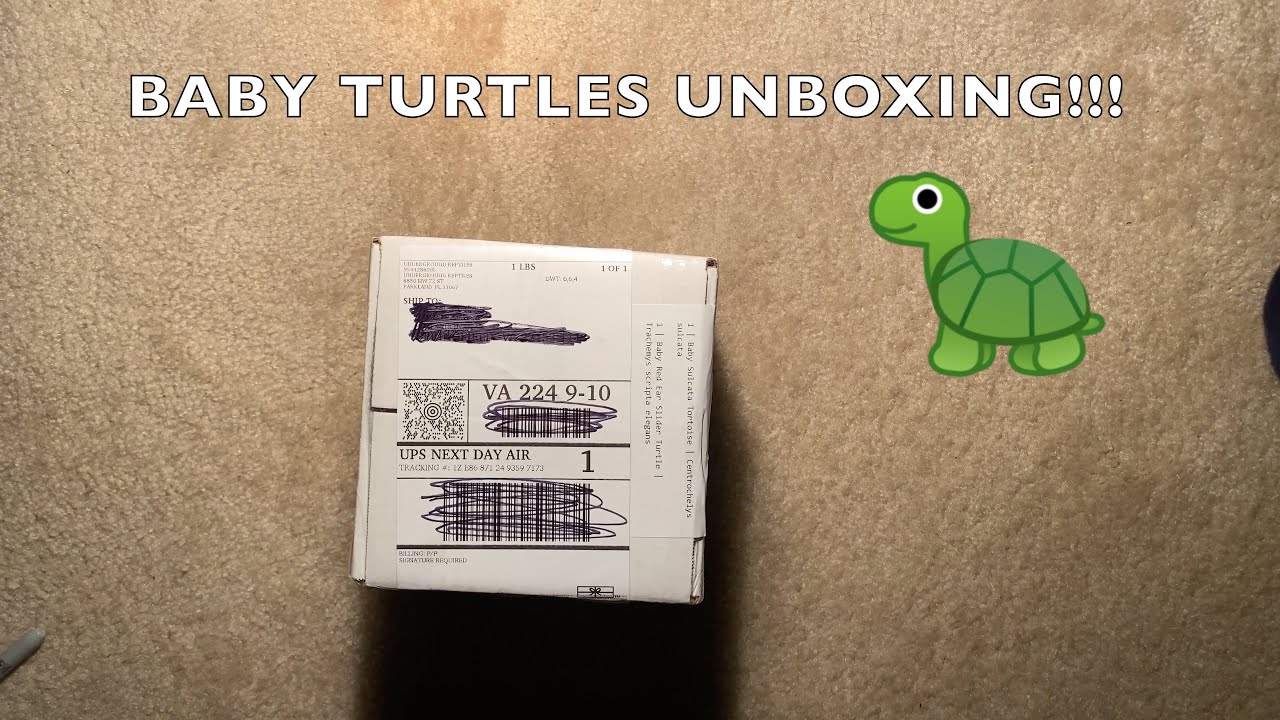 BABY TURTLE UNBOXING!! | CUTE QUARTER SIZED TURTLE! - YouTube