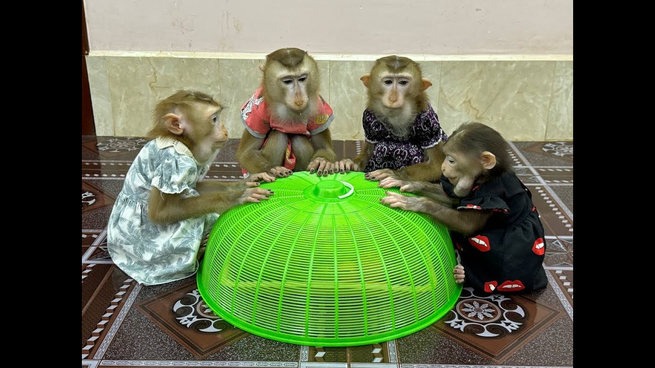 4 Siblings Sit Very Mannerly & Curious Waiting Mom To Come & Feed Them ...