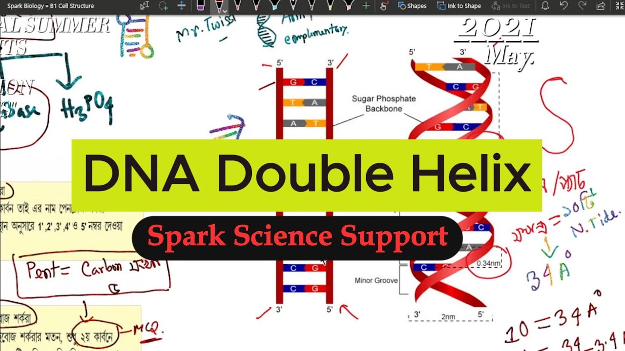 ডিএনএ ডবল হেলিক্স মডেল | DNA Double Helix Model - YouTube