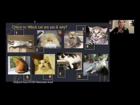 Cat Check In - YouTube