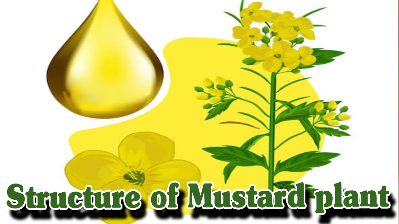 Mustard plant|Structure| Characters| Parts| - YouTube