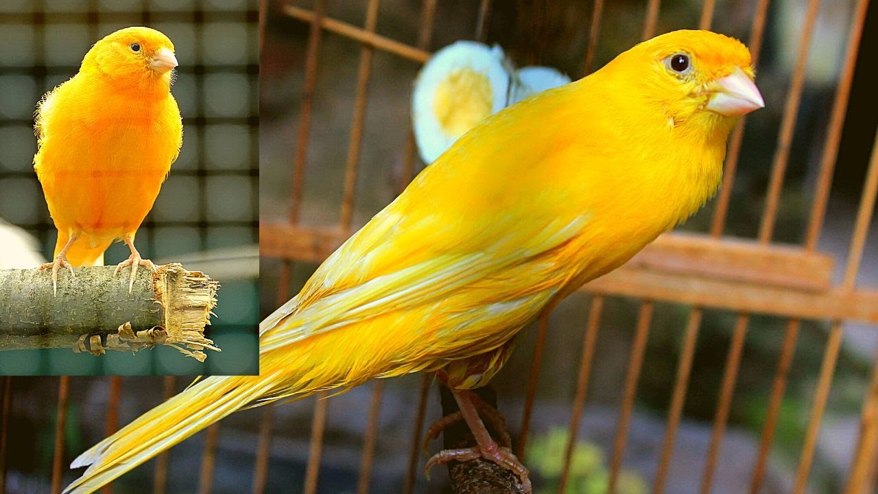 CANARY BETINA VARIASI WARNA KUNING LEMON - YouTube