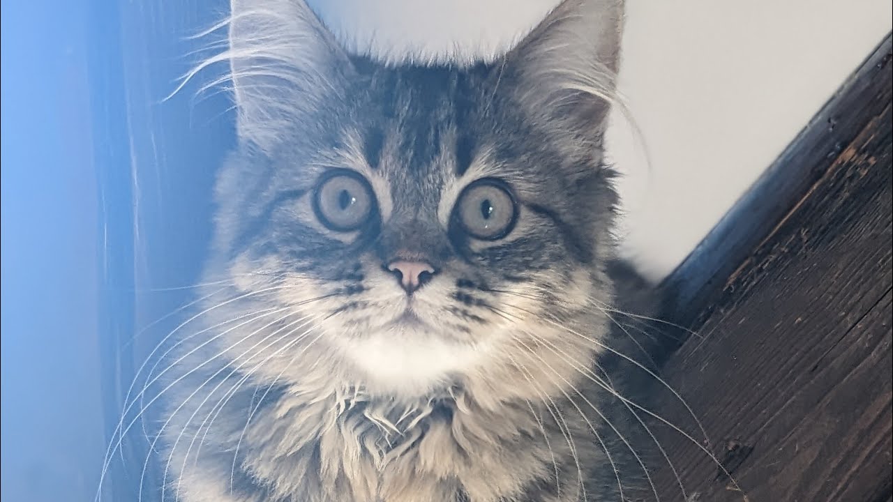 Play, relax and eat with my cat - YouTube