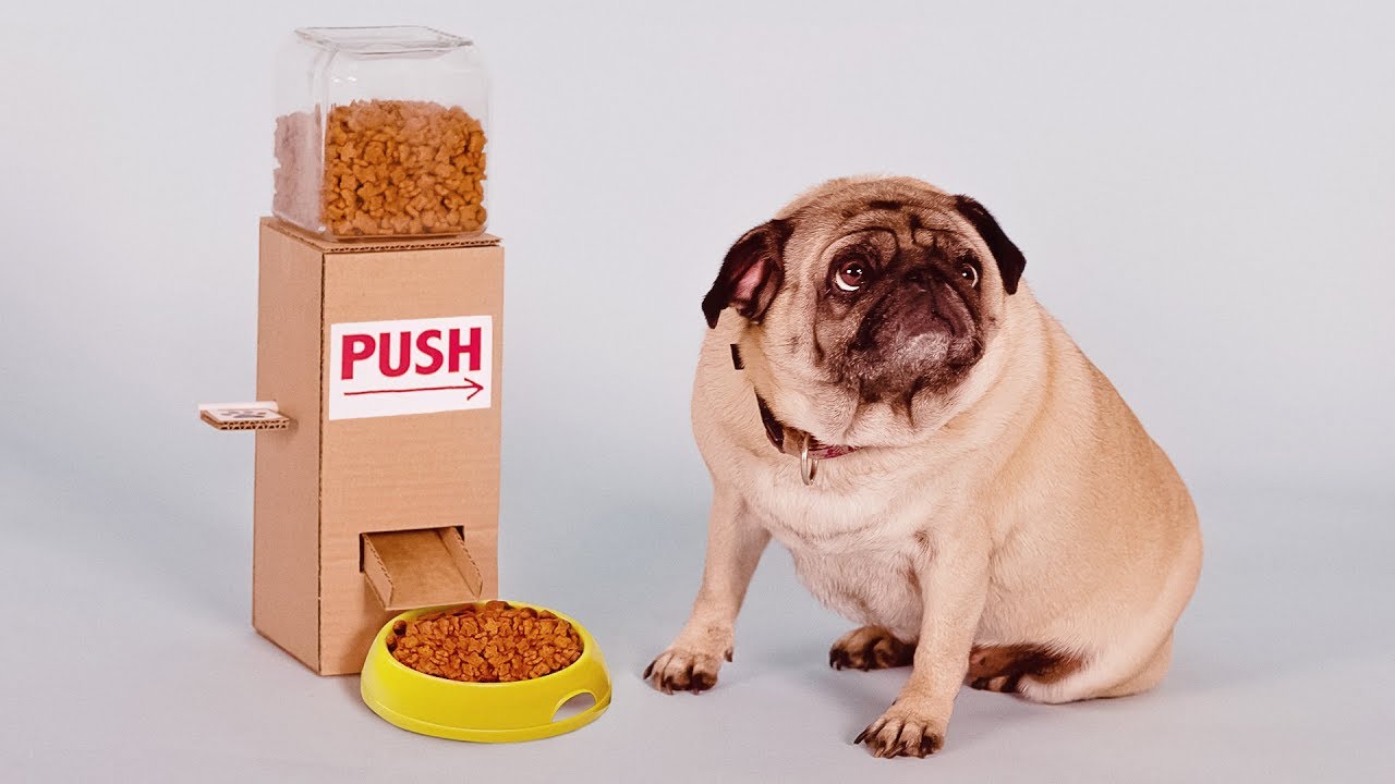 EASY CARDBOARD IDEAS FOR YOUR PETS - YouTube