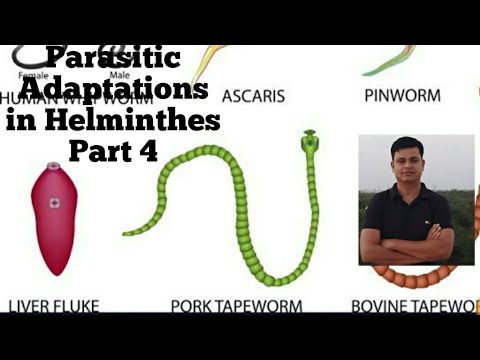 Parasitic adaptation in helminths Part 4 - YouTube