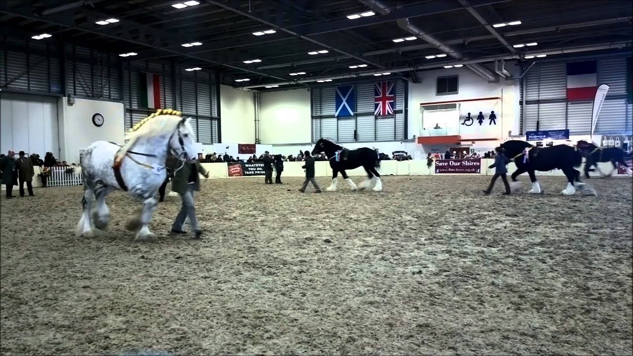 Senior Stallion Class HD - YouTube