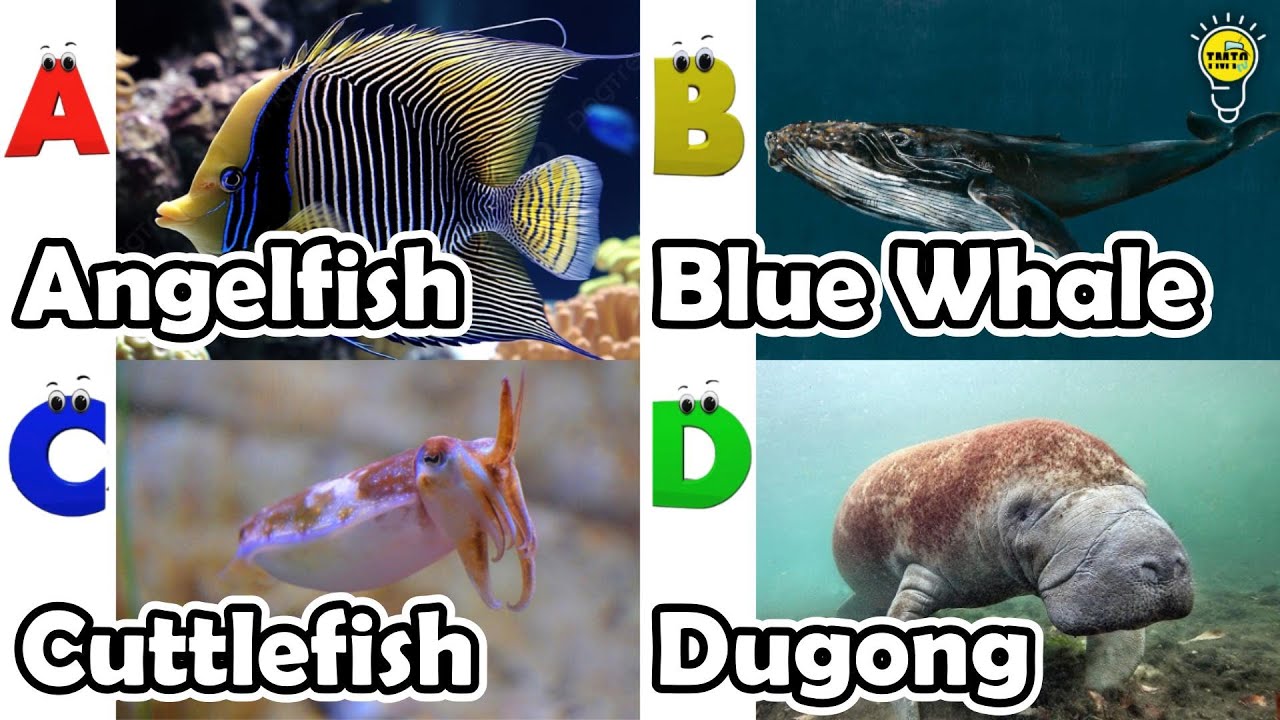 ABC phonics animals | ABC Sea Animals song | English and Animals for ...