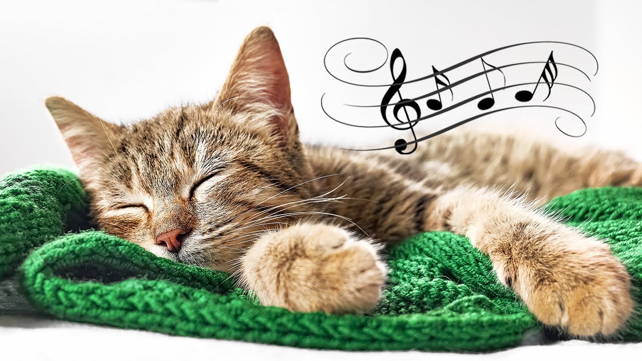 Harp music for restless cats ♬ Anti-anxiety cats music | Calming music ...