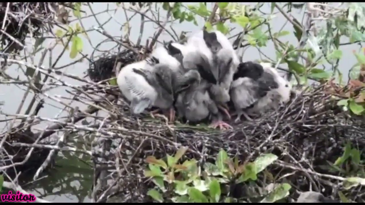 peoples cambodia to see kok kriel#bird more thousand# five type of bird ...