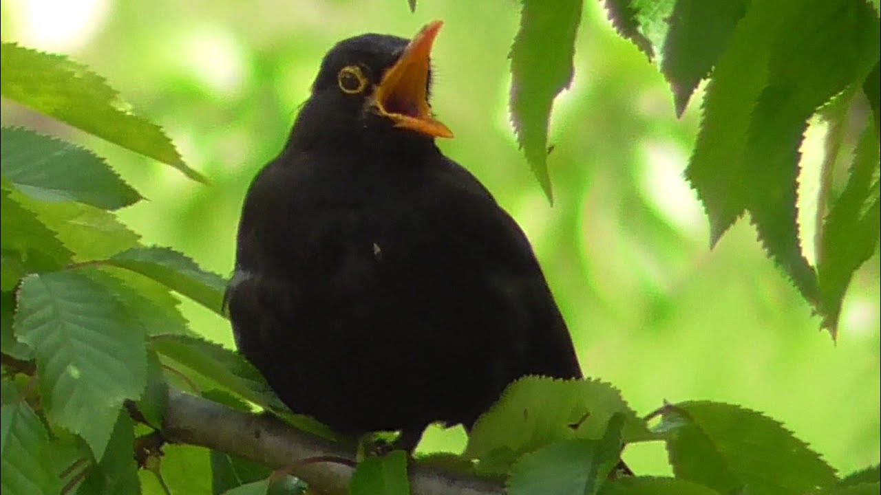 Blackbird bird singing live - YouTube