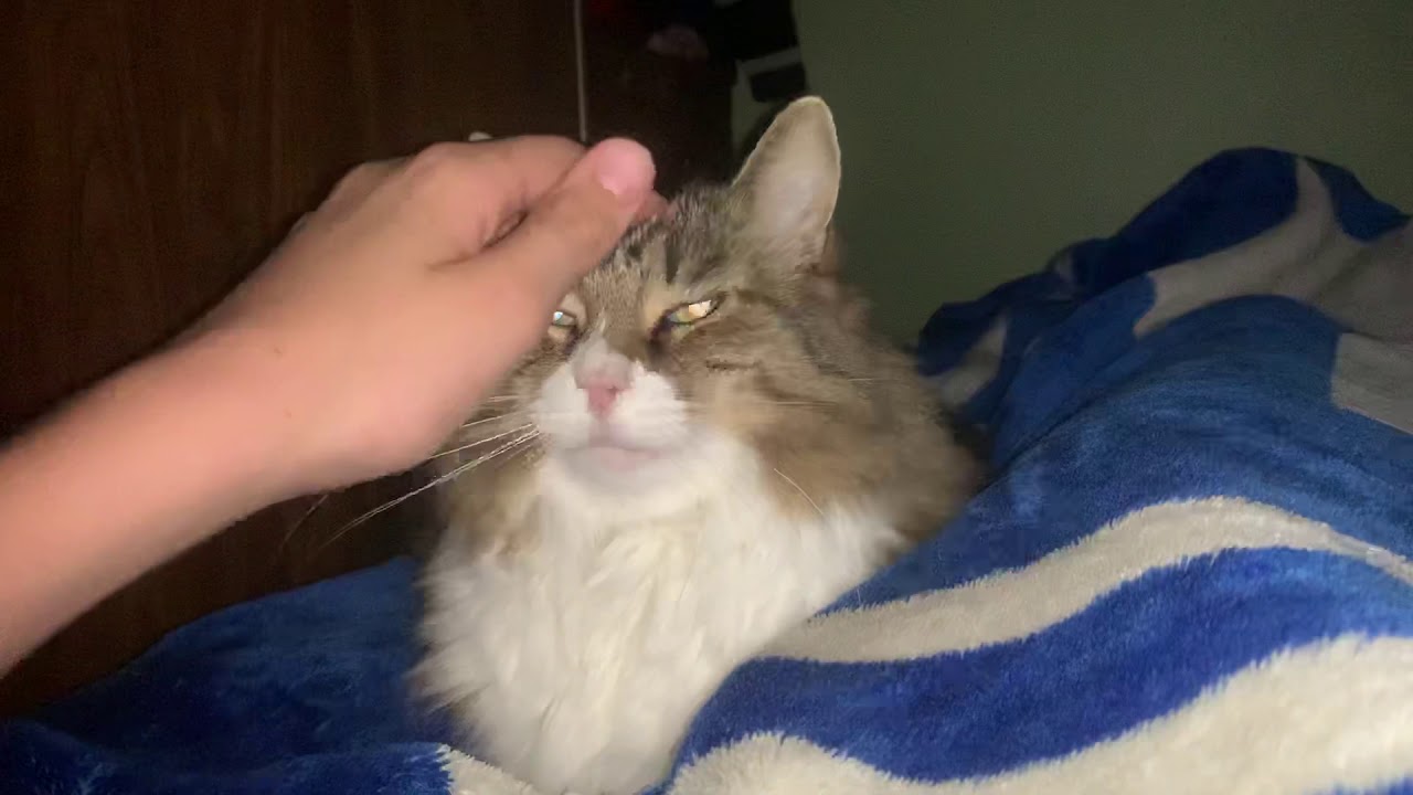 My cat now - YouTube