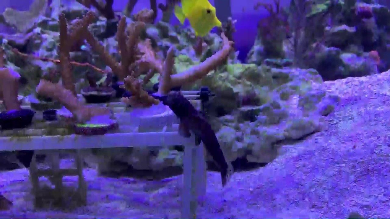 My Experience with: The Crested Oyster Goby - YouTube