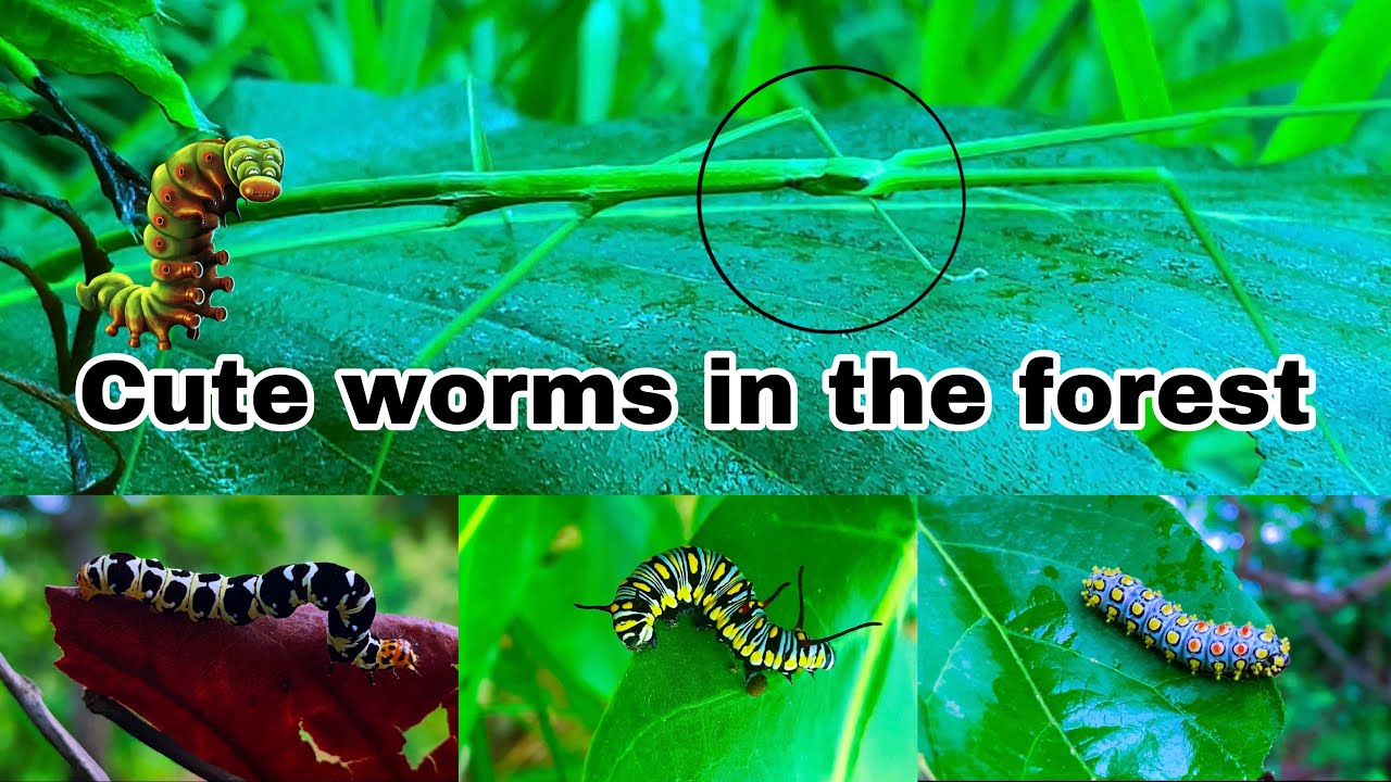 Relax with Worm Video.Worms wiggle happily under leaves.animals life ...