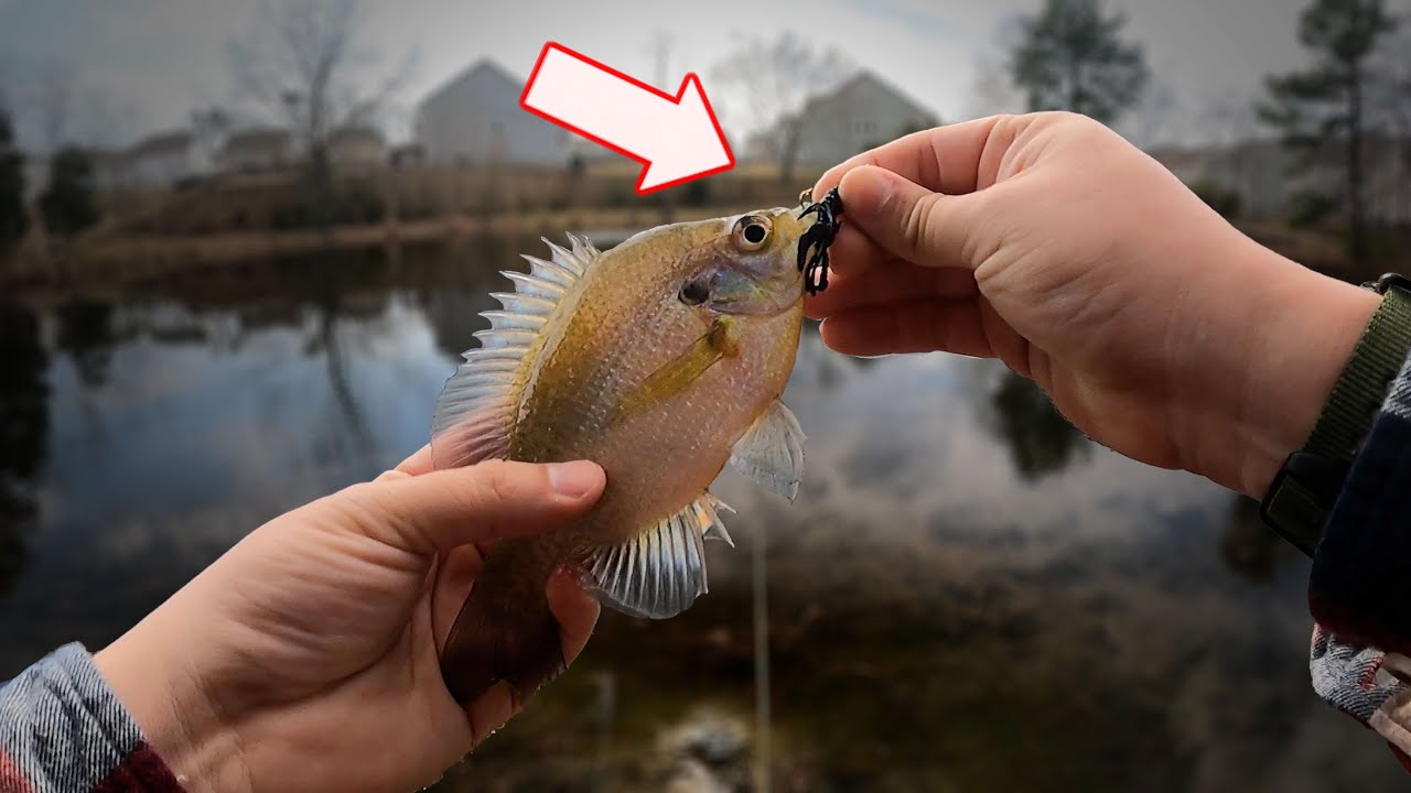 Ultralight fishing for anything that bites! - YouTube