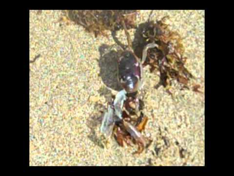 Save The Sea Turtles: A Mini Documentary - YouTube